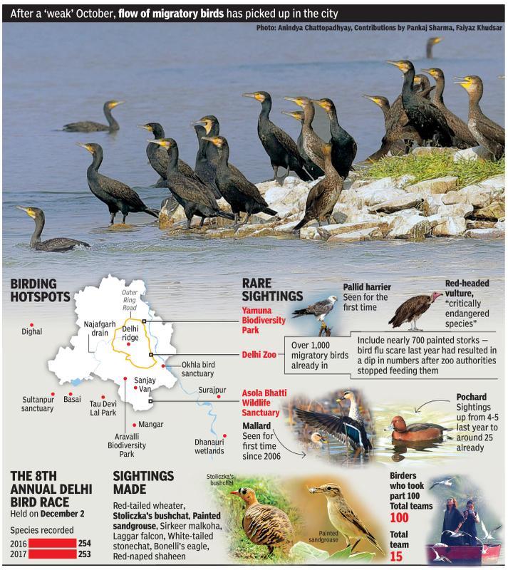 Migratory birds return to their favourite haunts - Focus Global Reporter
