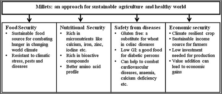 Millet: An environmentally sustainable super food? - Focus Global Reporter