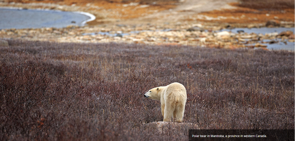 Building Back Biodiversity: A Prerequisite for One Health Approach ...